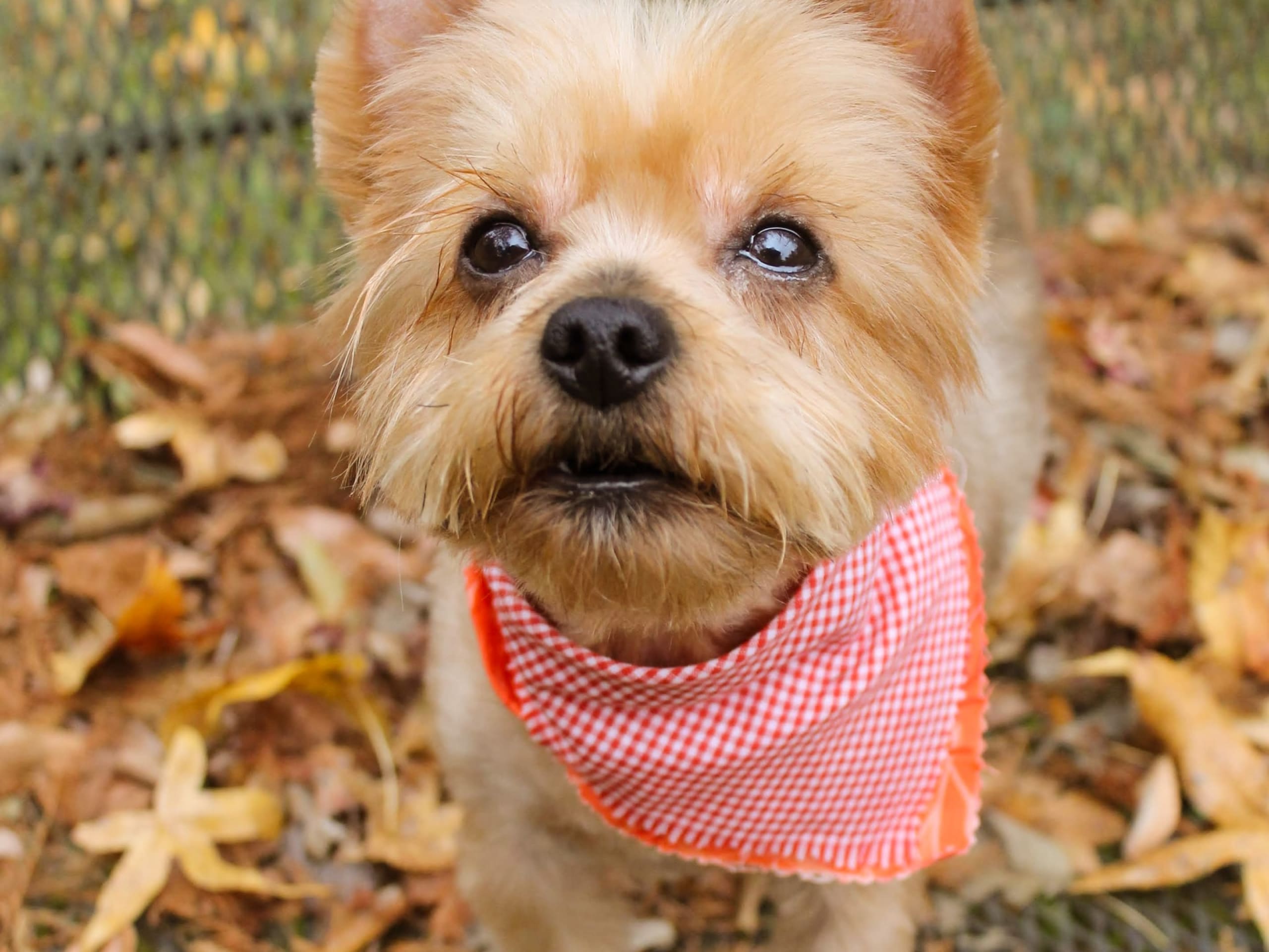 What Causes Dark Tear Stains On Dogs What Causes Dark Tear Stains On Dogs